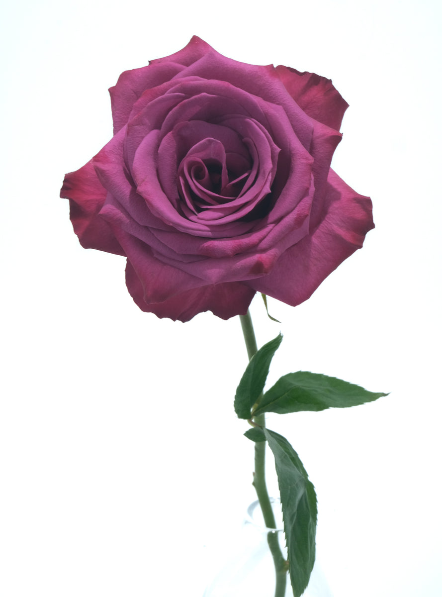 Blueberry Rose – Cultivars