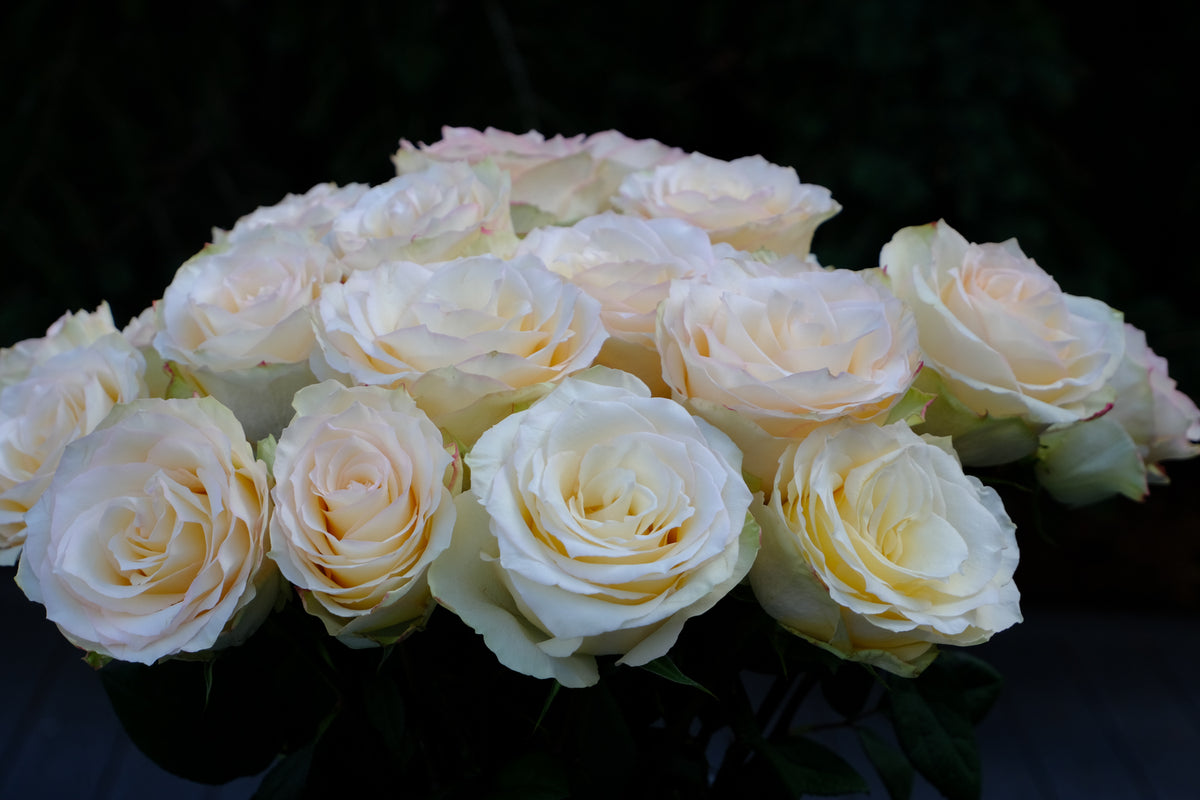 Cream Esperance Rose – Cultivars