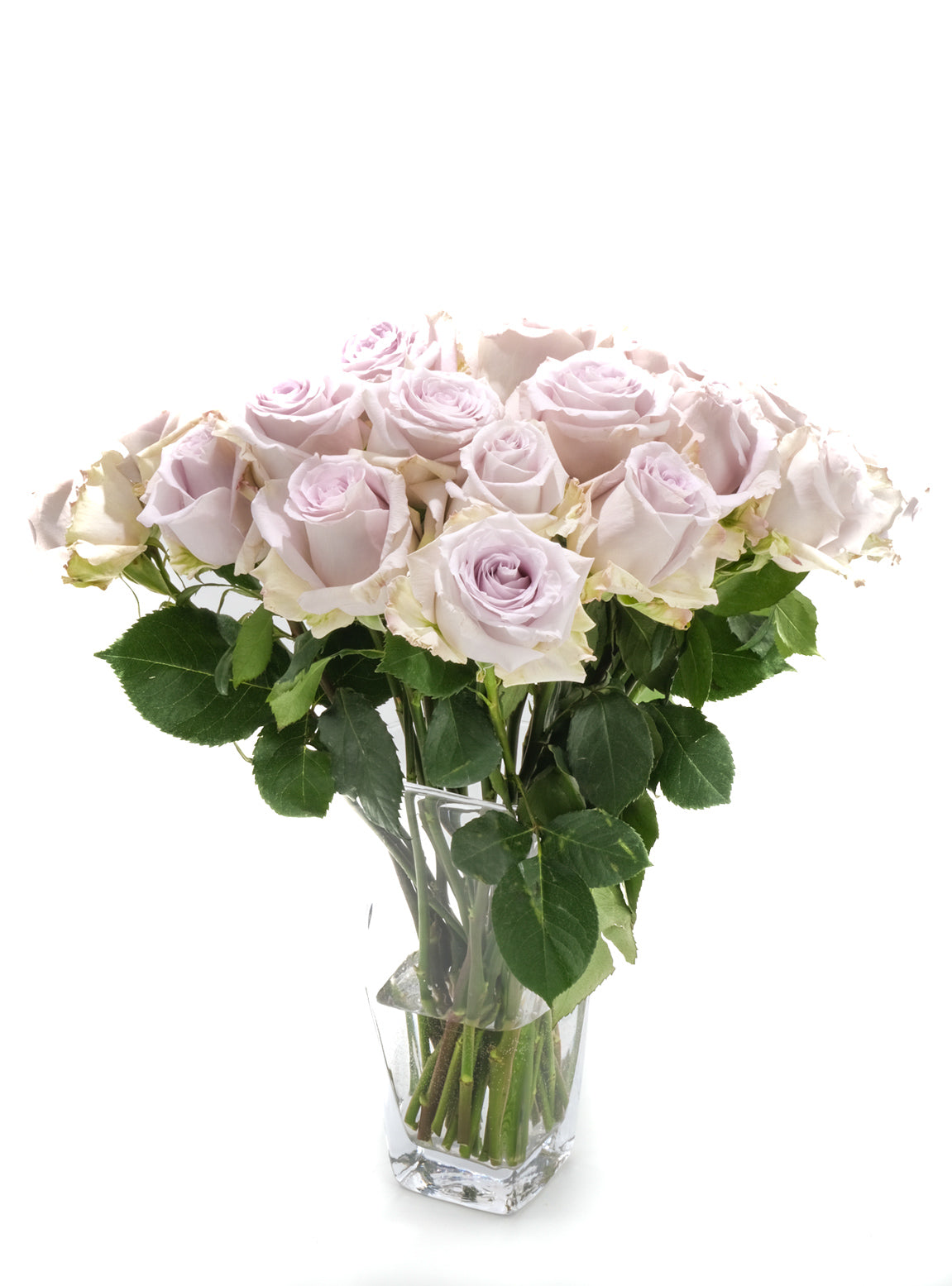 Andrea Rose – Cultivars