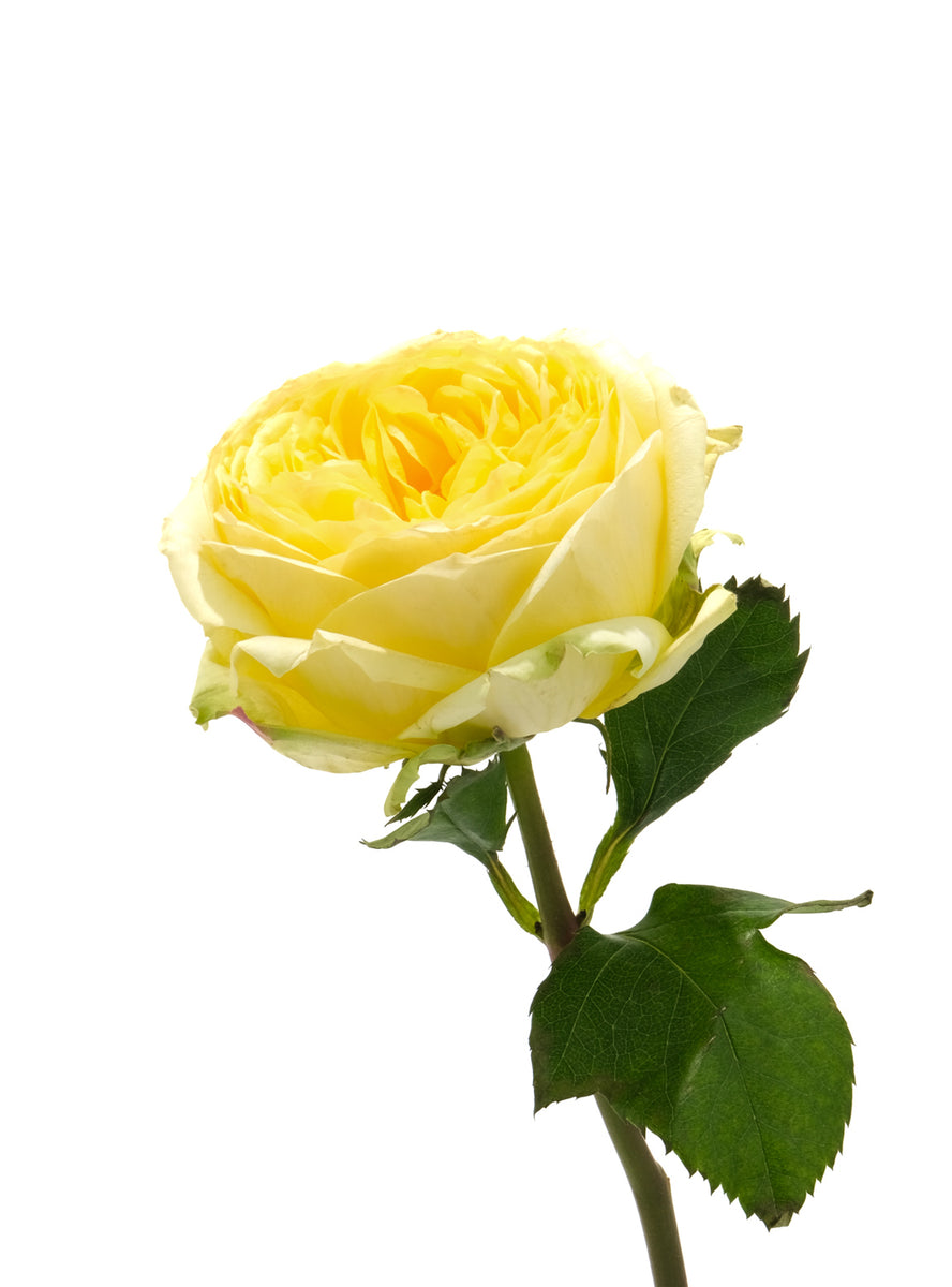 Catalina Rose – Cultivars