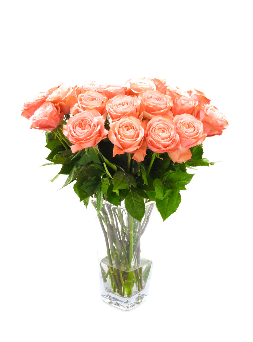 Kahala Rose – Cultivars