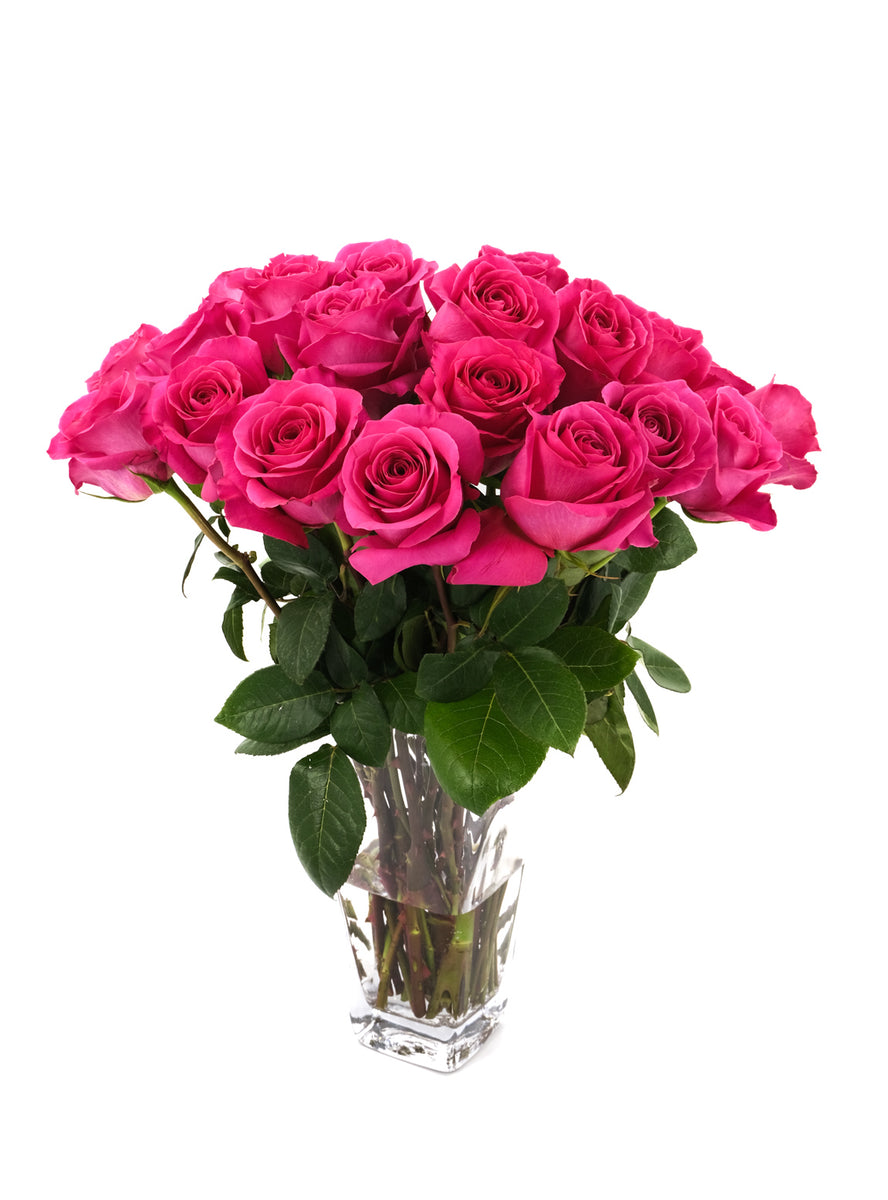 Pink Floyd Rose – Cultivars