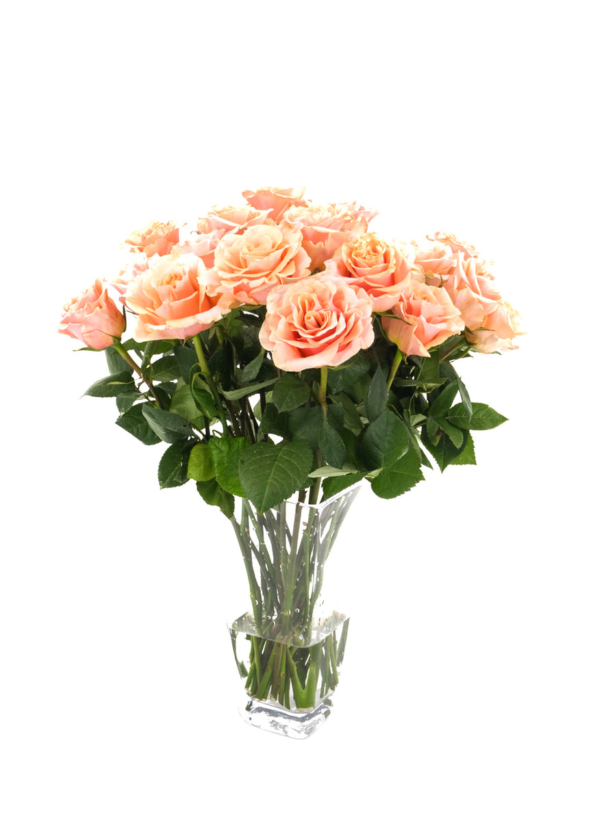 Phoenix Rose – Cultivars