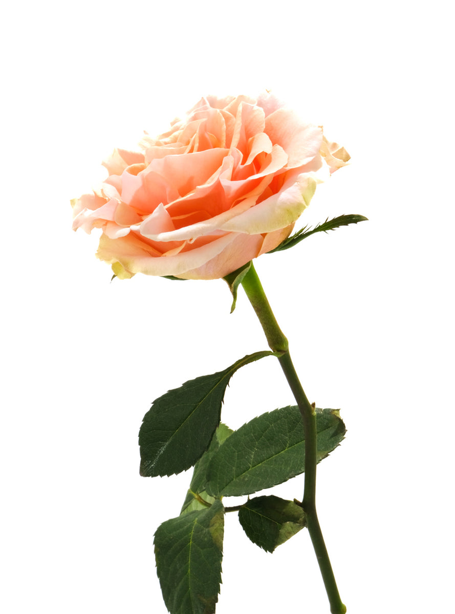 Phoenix Rose – Cultivars