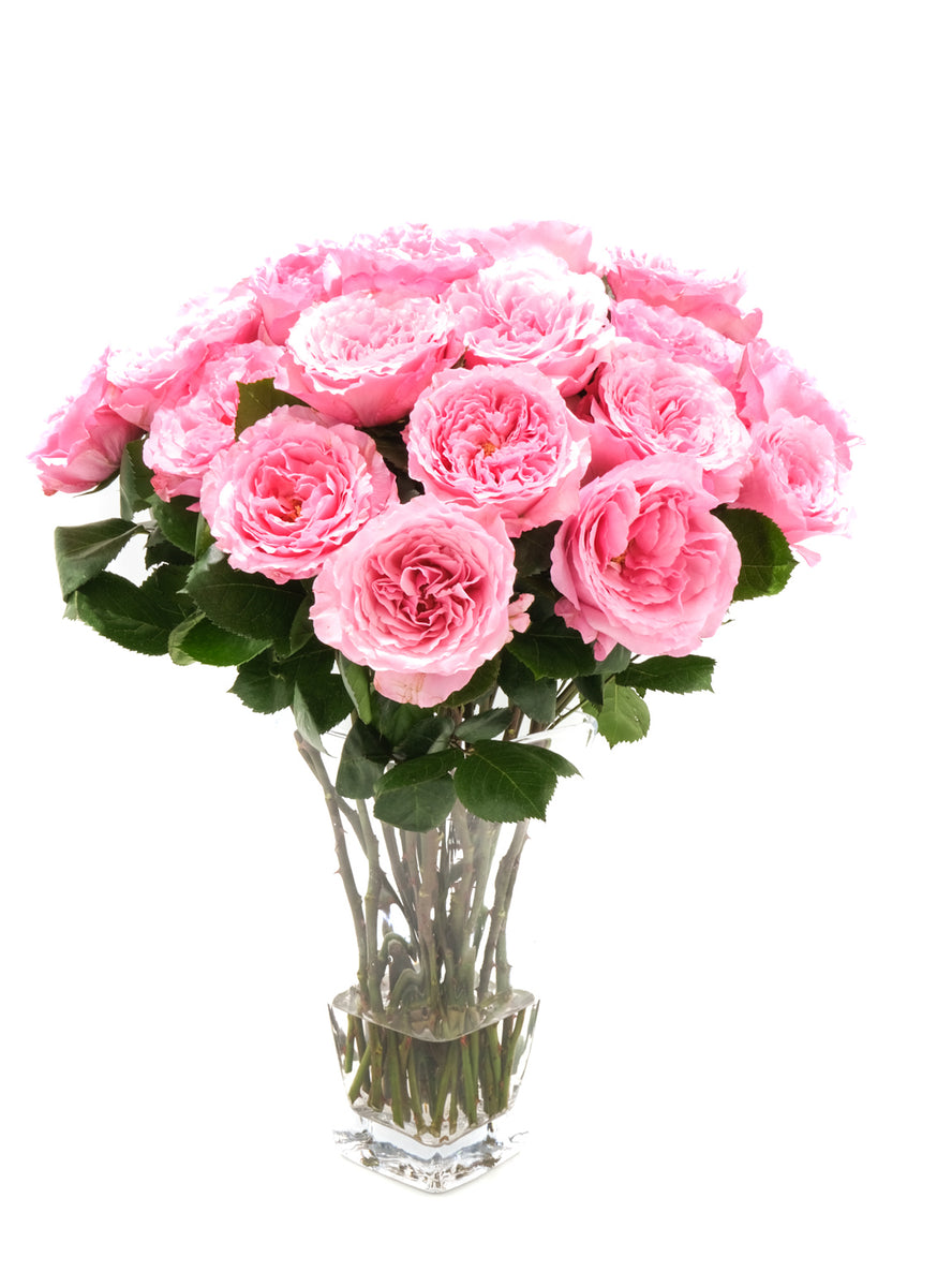 Queen Mayra Rose – Cultivars