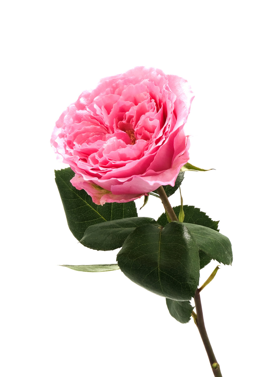 Queen Mayra Rose – Cultivars
