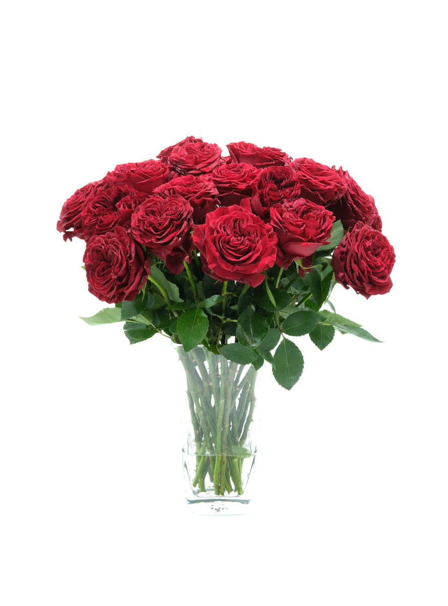 Red Mayra Rose – Cultivars