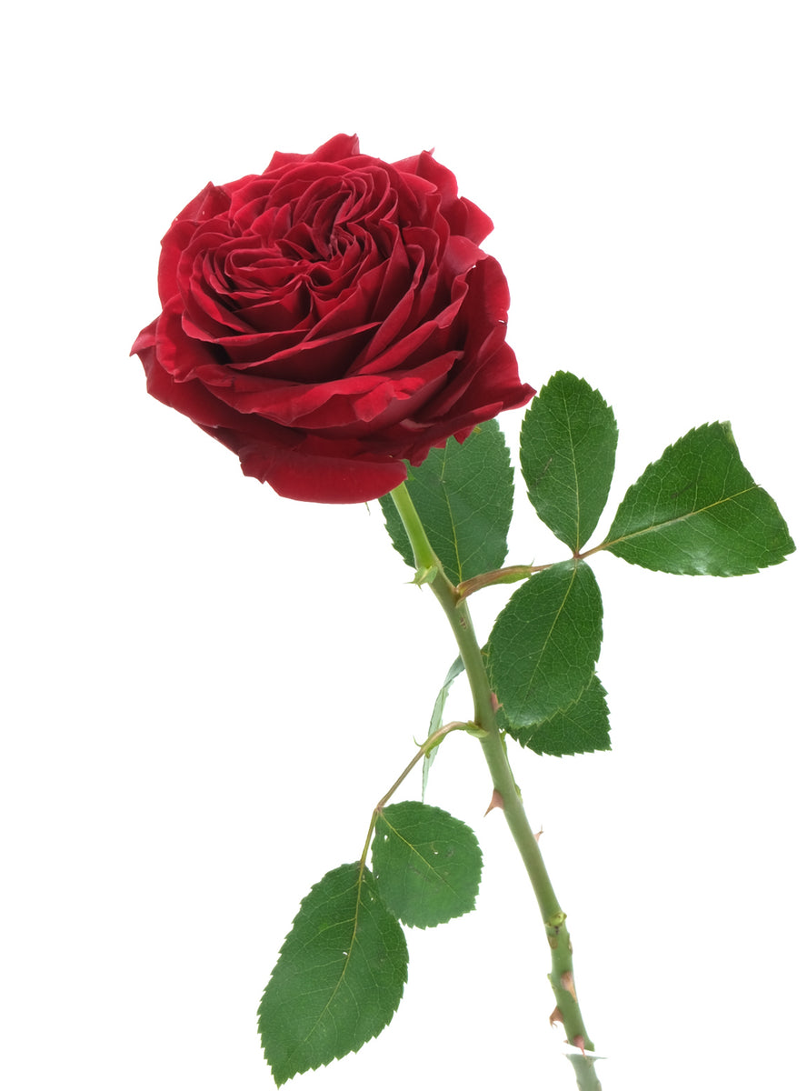 Red Mayra Rose – Cultivars